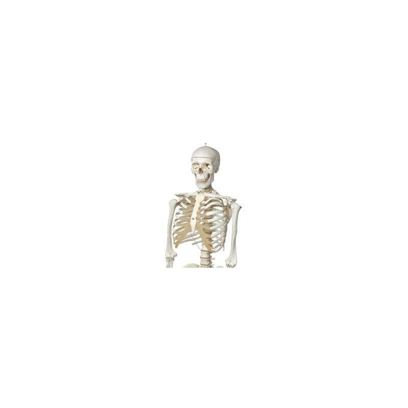 3B Scientific A10 skeleton model | Medi-Shop.gr