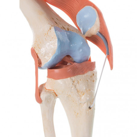 3B Scientific A82/1 deluxe functional knee joint model | Medi-Shop.gr