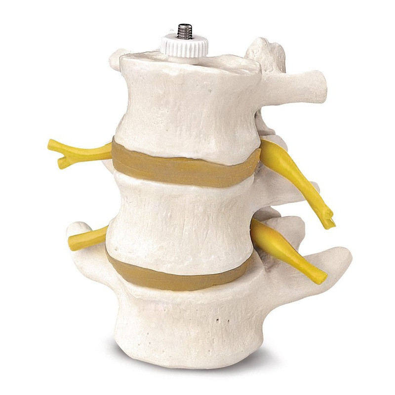 3B Scientific A76/8 3 anatomical model | Medi-Shop.gr