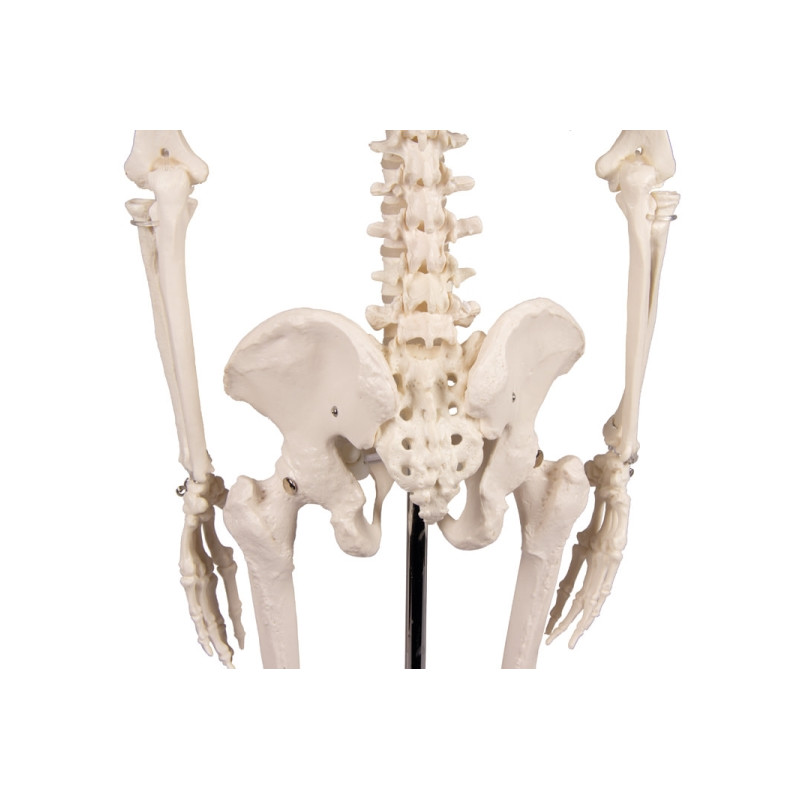 Erler Zimmer 3032 skeleton model | Medi-Shop.gr