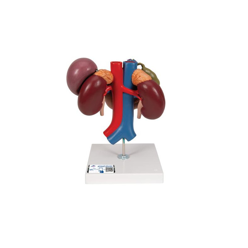 3B Scientific 3-part kidney model with rear organs of the upper abdomen ...