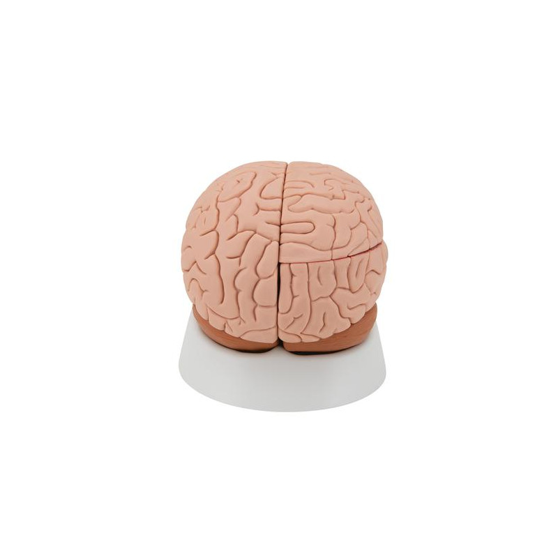 3B Scientific 4-part human brain model | Medi-Shop.gr