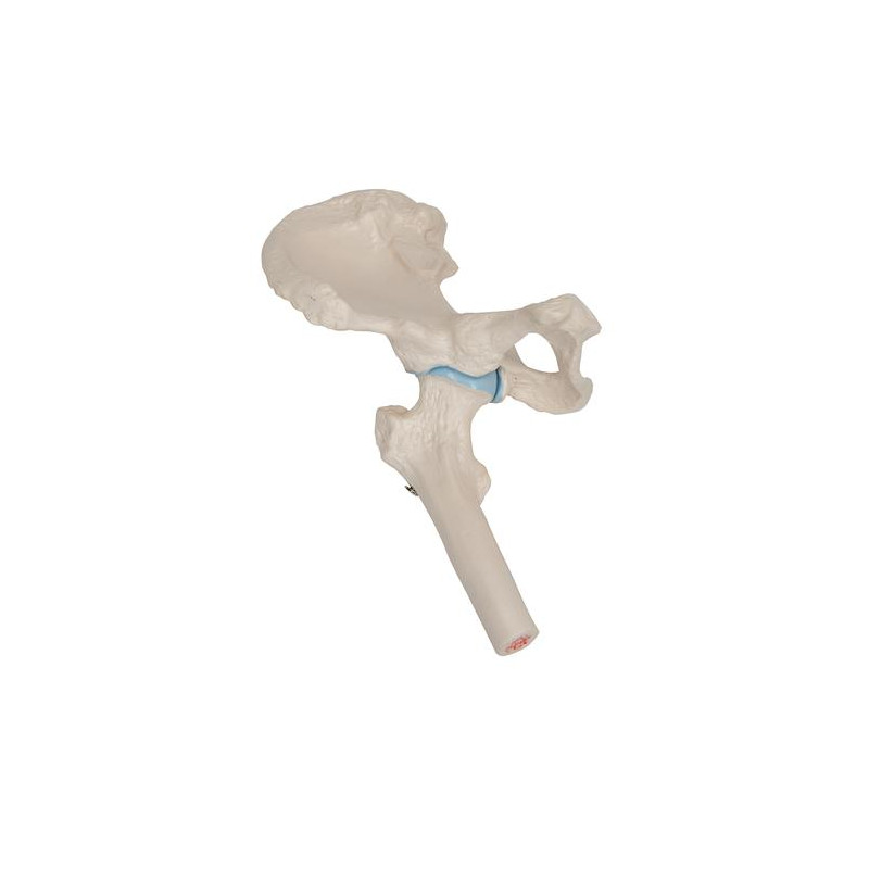 3B scientific mini hip joint model with cross section | Medi-Shop.gr