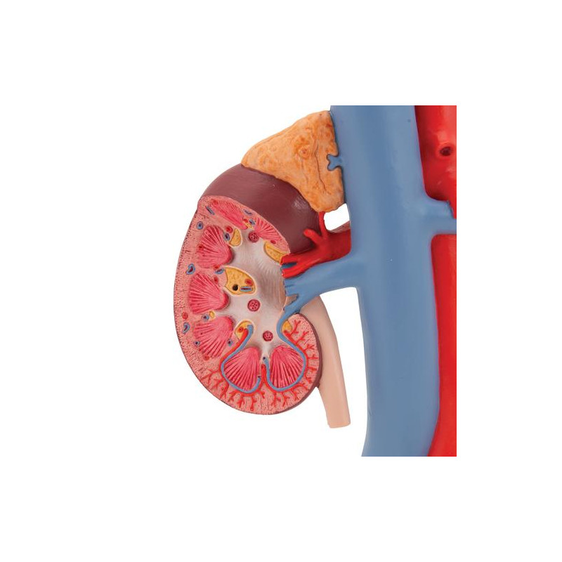3B Scientific 2-part kidney model with vessels | Medi-Shop.gr
