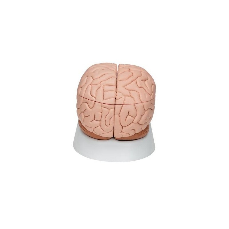 3B Scientific 8-part human brain model | Medi-Shop.gr