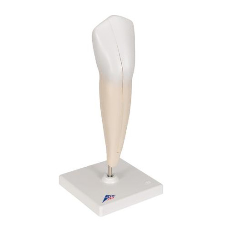 3B Scientific 2-part lower canine tooth model | Medi-Shop.gr