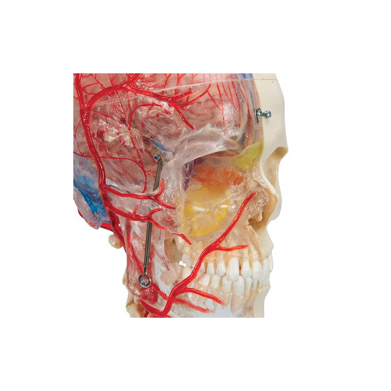 3B Scientific BONElike 7-part human skull model with brain and ...