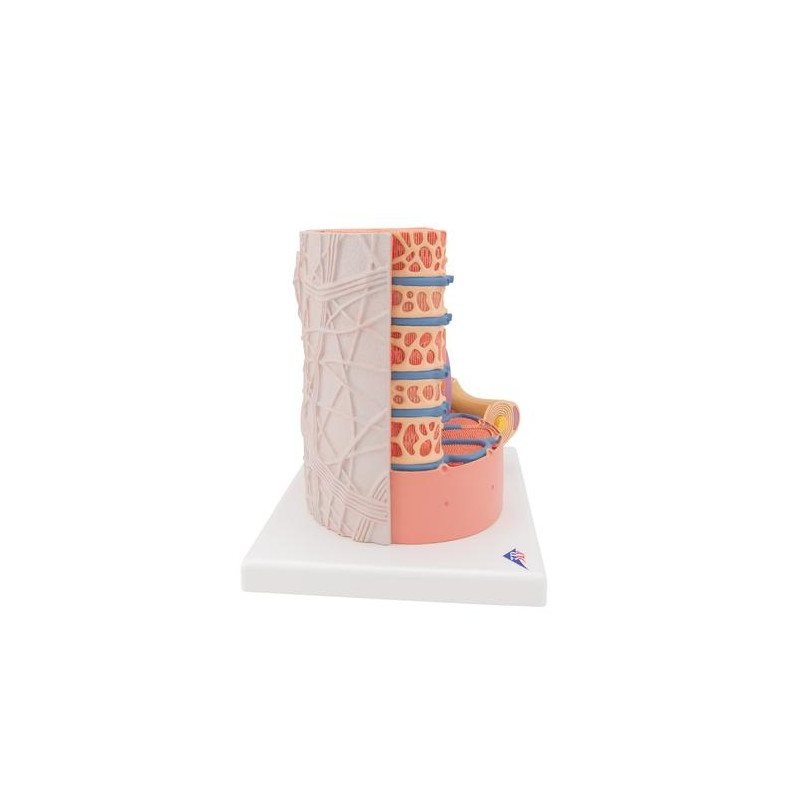 3B Scientific MICROanatomy human muscle fiber model | Medi-Shop.gr