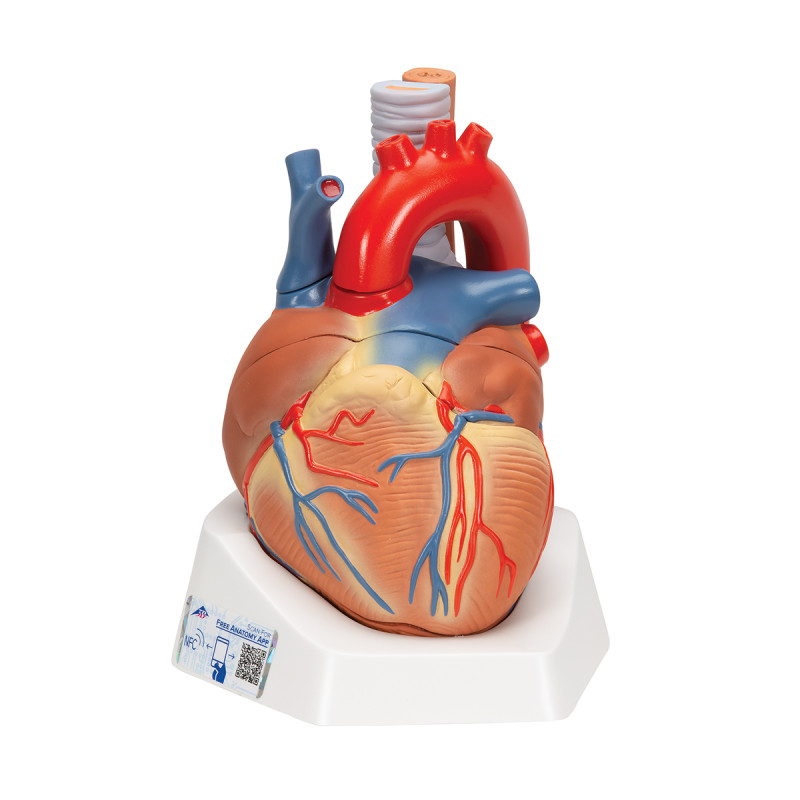 3B Scientific 7-part heart model | Medi-Shop.gr