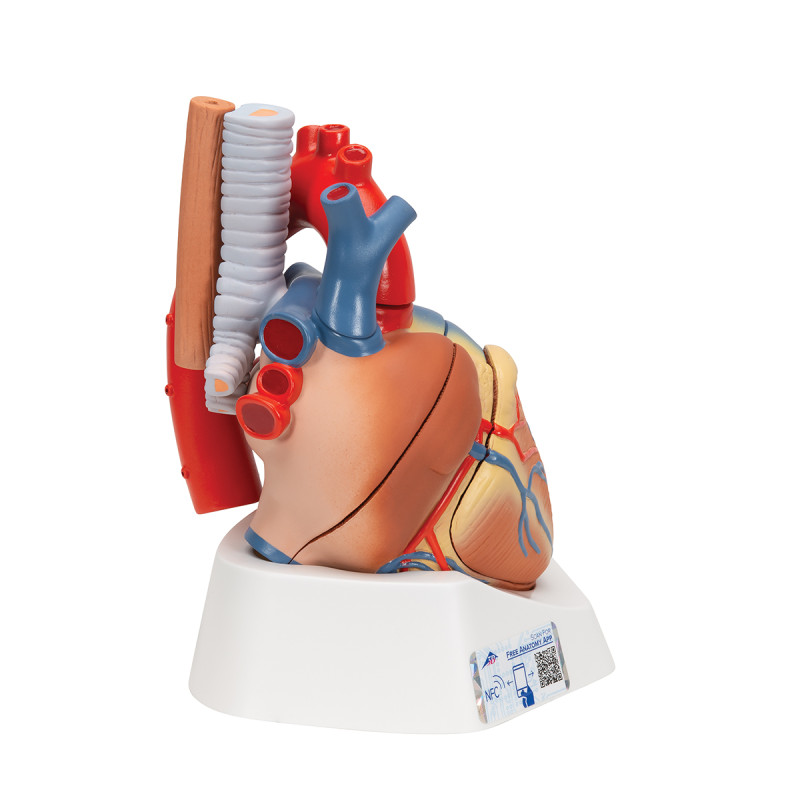 3B Scientific 7-part heart model | Medi-Shop.gr