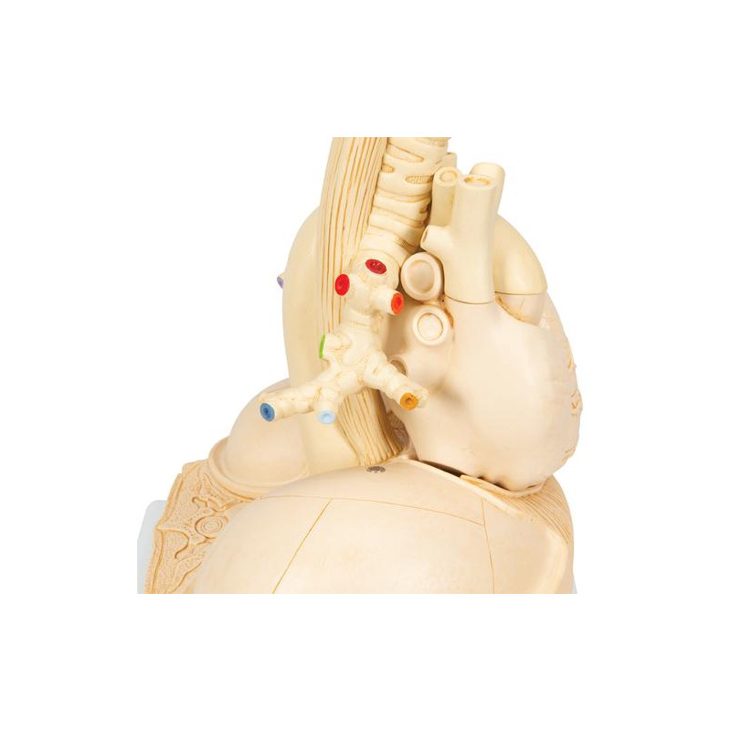 3B Scientific segmented lung model | Medi-Shop.gr