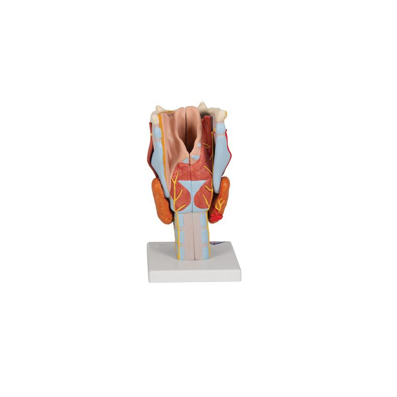 3B Scientific 7-parts large size larynx model | Medi-Shop.gr