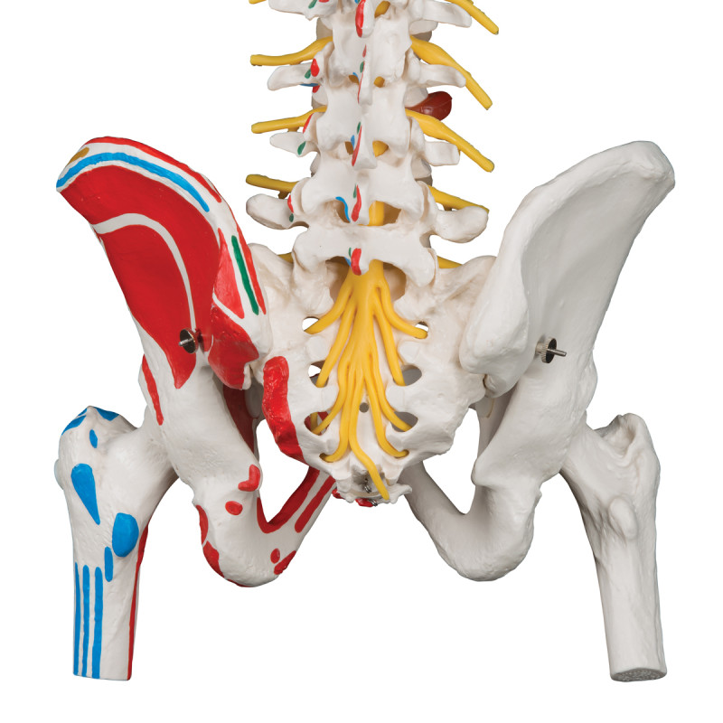 3B Scientific Deluxe spine model with painted muscles | Medi-Shop.gr
