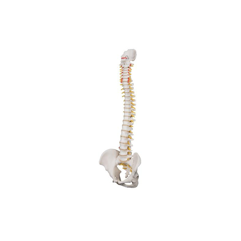 3B Scientific flexible spine model | Medi-Shop.gr