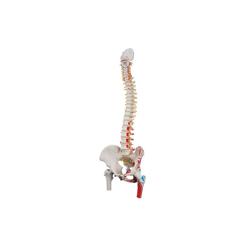 3B Scientific spine model with femur heads and painted muscles | Medi ...